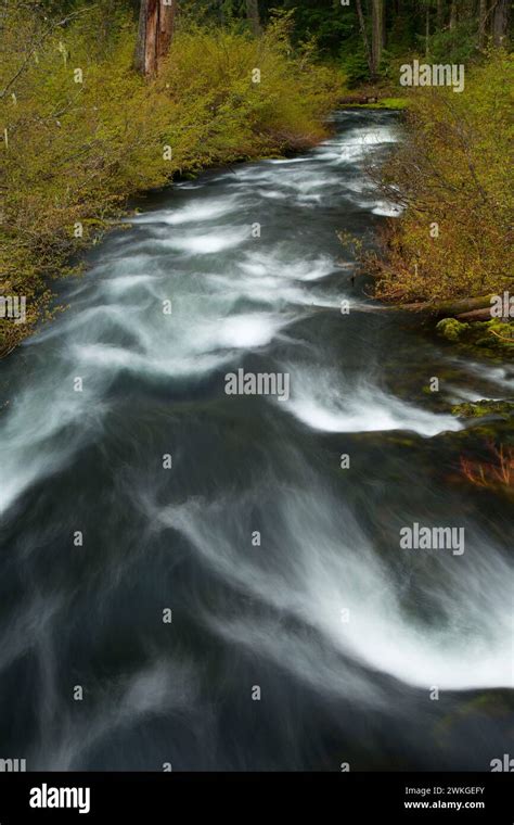 Fish Lake Creek Along Mckenzie River National Recreation Trail