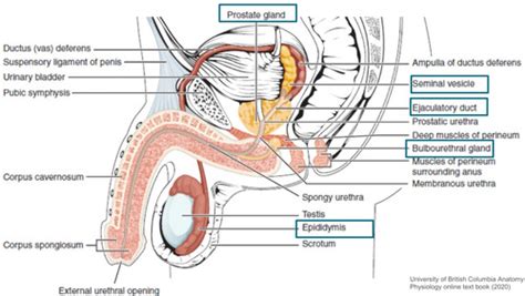 Sex And Fertilisation Flashcards Quizlet