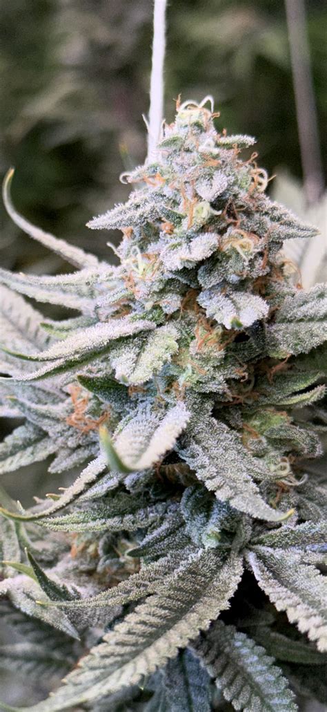 Lets See Your Buds Right Now Part 2 9785 By Dman1969 Bud Porn