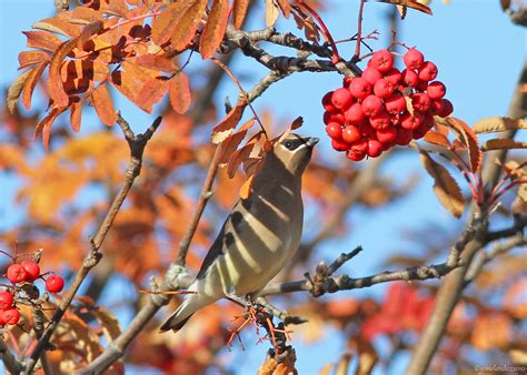 Janices Birding Blog Dippity Doo Dah Dippity Day