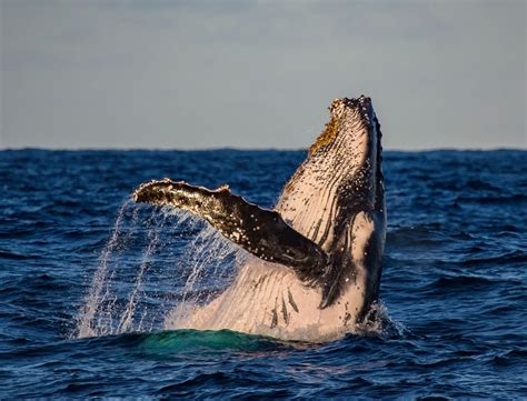 Whale Watching Photography Tips Ocean Adventures Hawaii