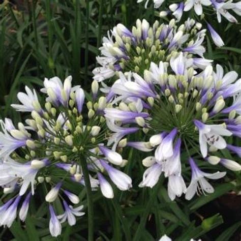 Dwarf Agapanthus