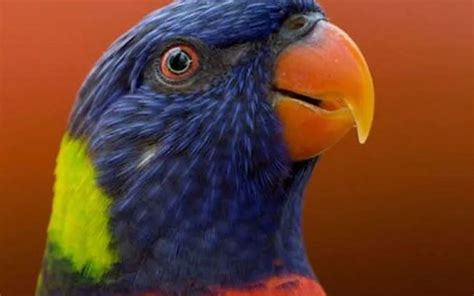 فوضى أمراض عالمية حمى الببغاء تثير القلق في هذه الدولة Lebanon News