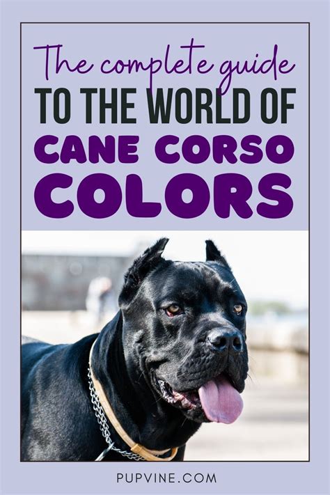 12 Cane Corso Colors An Array Of Stunning Shades Artofit