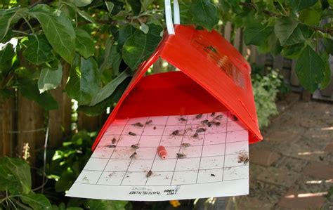 Codling Moth Trap System Orchard Pest Control