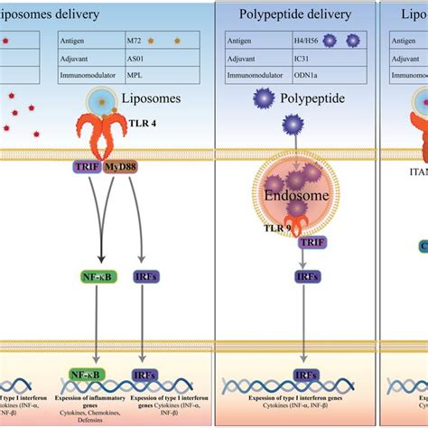 Types Of Antigenadjuvant Drug Delivery Systems Used In The Prevention