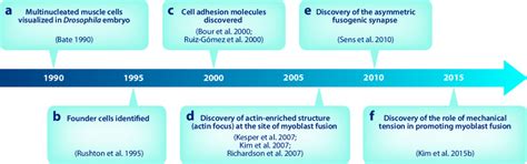 Milestones In The Study Of Drosophila Myoblast Fusion A