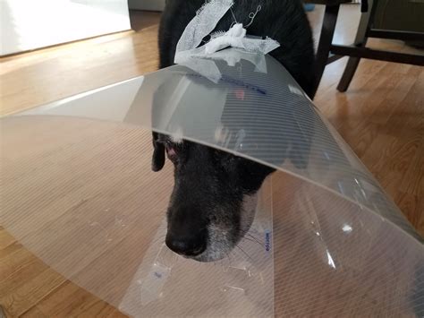 Mickey Wouldnt Stop Scratching His Eye Abscess Been To The Vet A Few Times In The Past Few