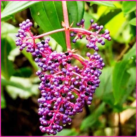 Jual Buah Parijoto Untuk Promil Buat Ibu Progam Hamil Parijotho Asli Muria Bunga Shopee Indonesia