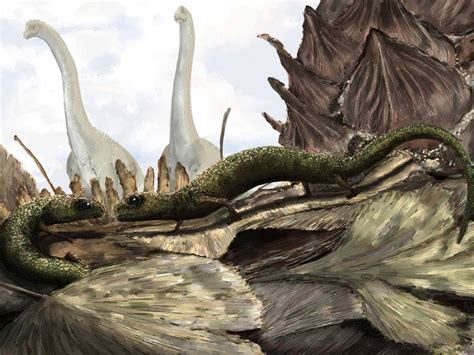 Categoryallocaudata Animal Database Fandom