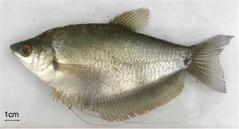 Moonlight Gourami Collected In Umt National Park Download Scientific Diagram