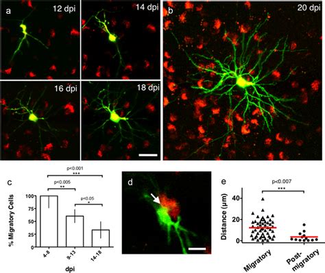 Multipolar Cells Stop Migrating And Differentiate Into Neurons In Close