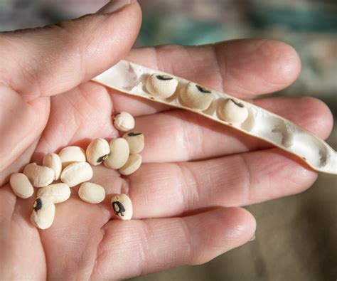 When To Plant Black Eyed Peas In Florida At Wilda Talley Blog