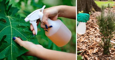 10 Natural And Homemade Insecticides To Protect Your Garden