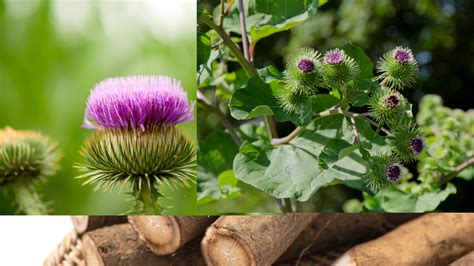 Burdock Plant And Root Identify And Harvesting Nrgu