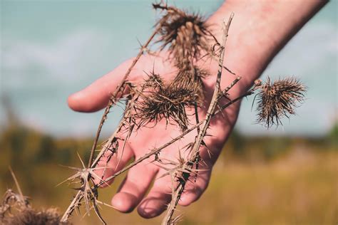 Die Größte Distel Der Welt Diese Sorten Werden Riesig