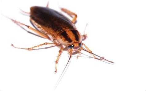 Australian Doctors Pull Inch Long Cockroach From Mans Ear