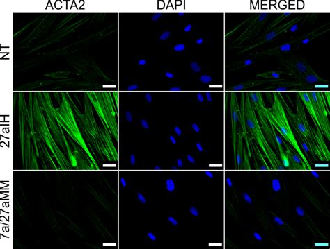 Immunostaining In Canine Pfs For Acta2 Protein In Transfection