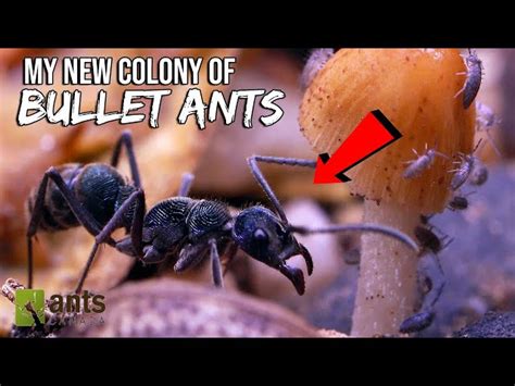 Bullet Ant Queen