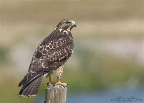 Immature Swainsons Hawk Near The Red Rock River Mia Mcphersons On