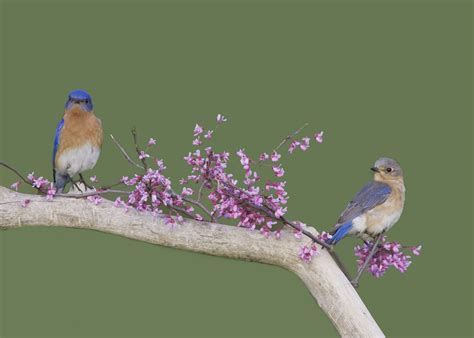 Eastern Redbud Cercis Canadensis Sag Moraine Native Plant Community