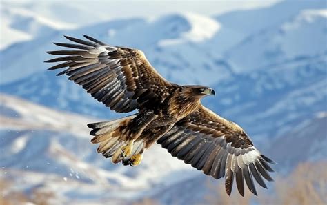 Premium Photo Shot Of An Eagle Powerful Wingspan