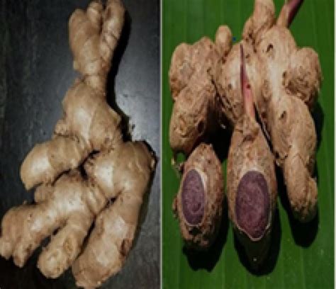 Archives In Traditional And Complementary Medicine