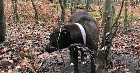 Twee Ruiters Vinden Vastgebonden Hond In Bos De Zorghoeve Vangt