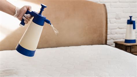 Bed Bugs Lurking In Your Pillows Heres How To Get Rid Of Them