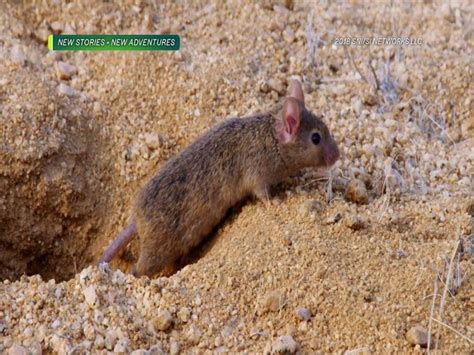 Amazing Earth Small But Deadly Gma Entertainment