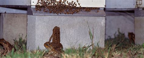 Backyard Beekeepers And Cane Toad Surveillance Peri Urban