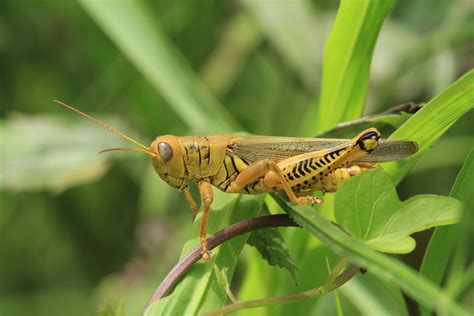 Grasshopper
