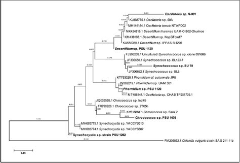 E Phylogenetic Tree Of Isolated Cyanobacterial Strains And Neighbouring