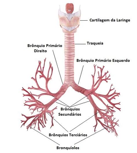 Anatomia Dos Bronquios Dos Pulmoes
