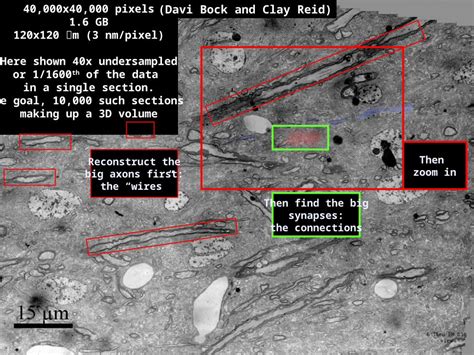 ppt serial em 3d electron microscopy serial sections of the brain