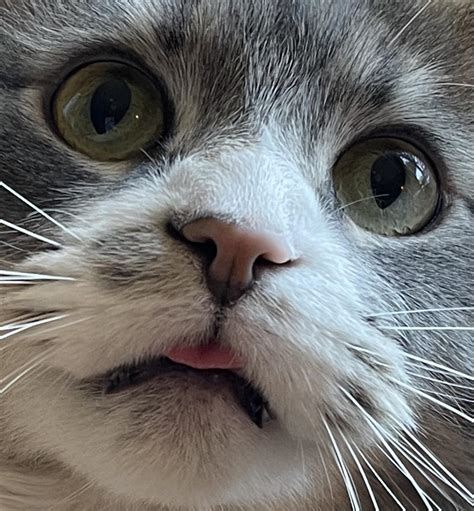 Mother Of All Bleps Rblep