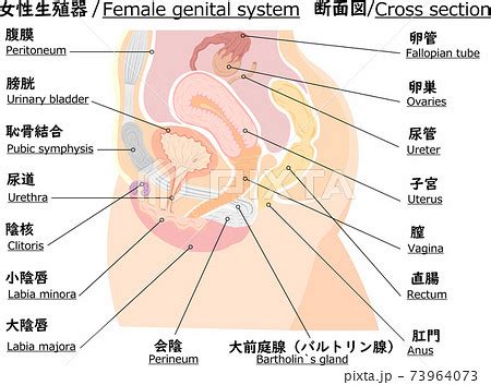 女性の生殖器系の図と機能 女性生殖器の構造