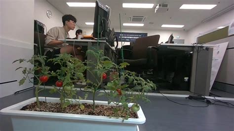 local tomato object detection dataset and pre trained model by localtomato
