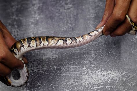 Stranger Chocolate 100 Dh Hypo Clown Reality Ball Python