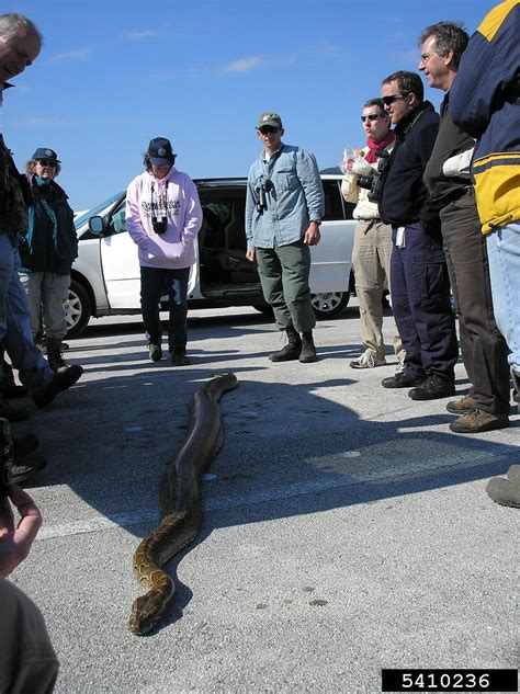Pythons Genus Python Daudin 1803