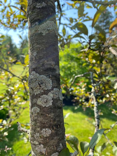 Types Of Lichen On Trees