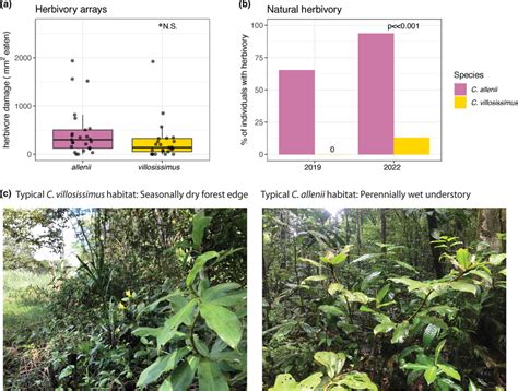 Patterns Of Rolled‐leaf Beetle Herbivory On C Allenii And Download Scientific Diagram