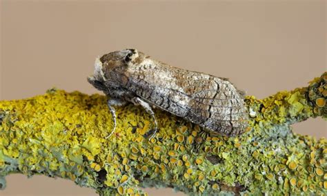 Goat Moth Identification Life Cycle Facts And Pictures