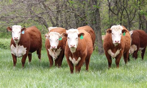 Polled Hereford Heifers