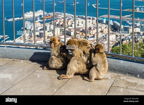 Gibraltar Uk May 18 2017 Barbary Apes Barbary Macaques On The