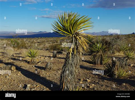 Nevada Desert Plants