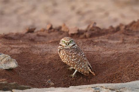 California Wildlife Series Burrowing Owl Near Salton Sea Wildlife
