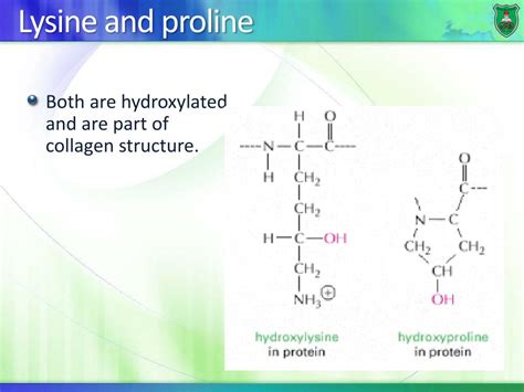 Ppt Amino Acids Powerpoint Presentation Free Download Id 3960157