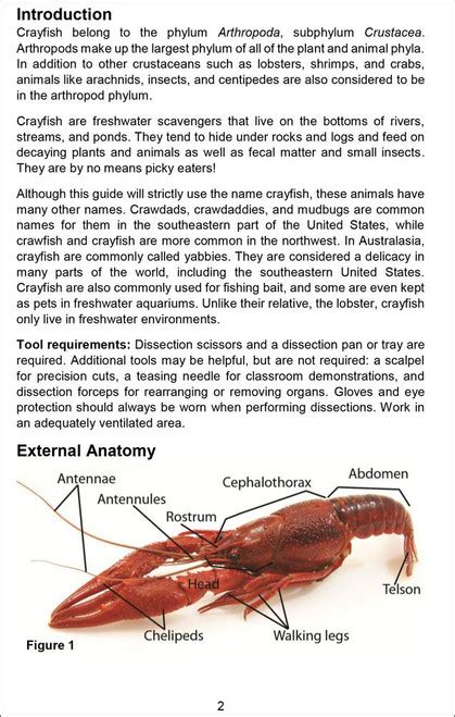 Crayfish Dissection Guide