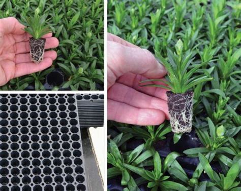 Plug And Tray Sizes Ball Australia